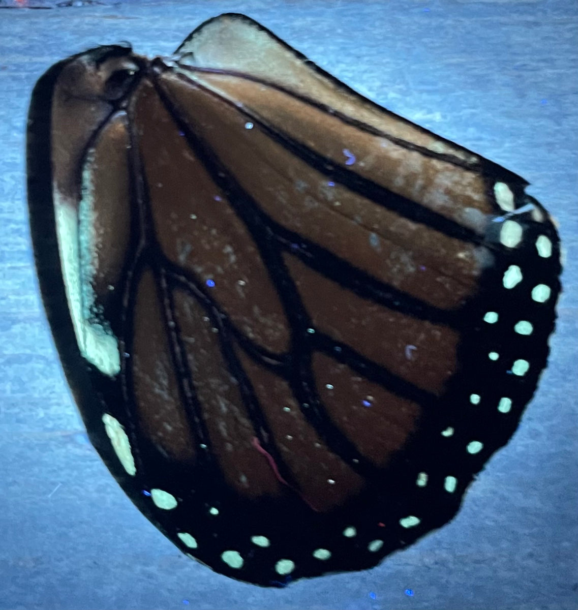 Fluorescent nature specimens (individual) – Muddly Puddly Laboratory